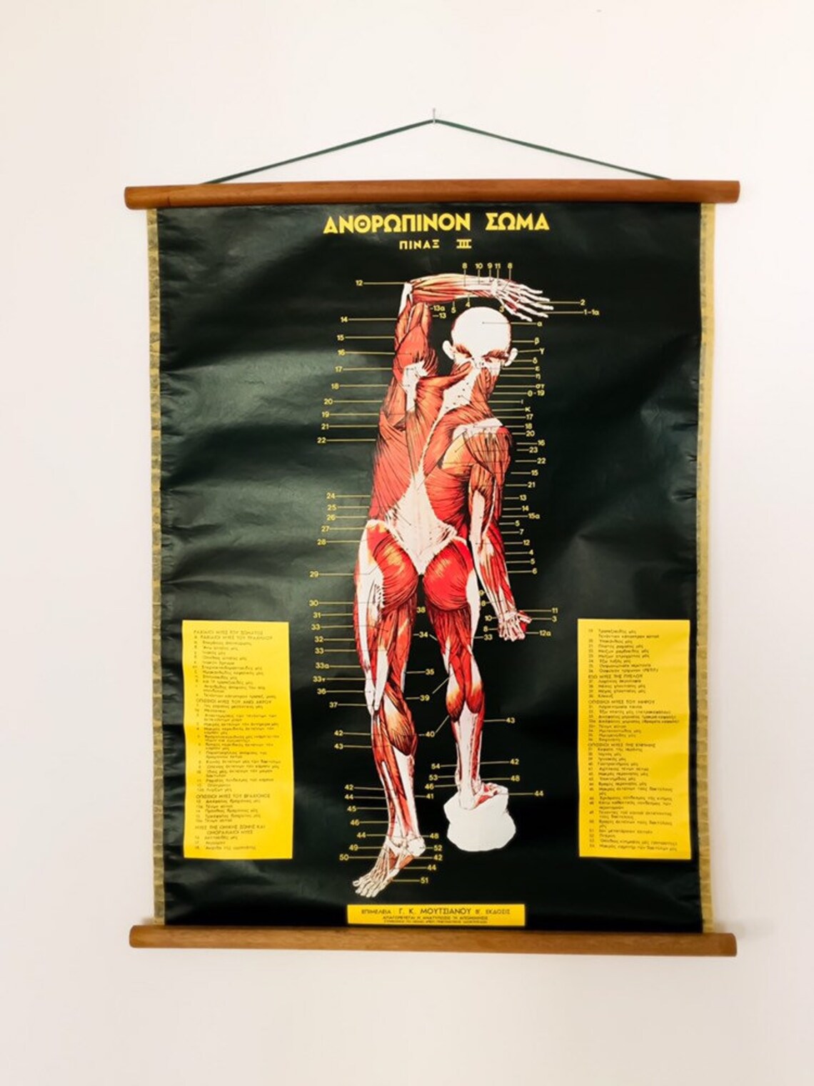 70s Vintage Anatomical Chart-human Muscles Back-school Chart - Etsy