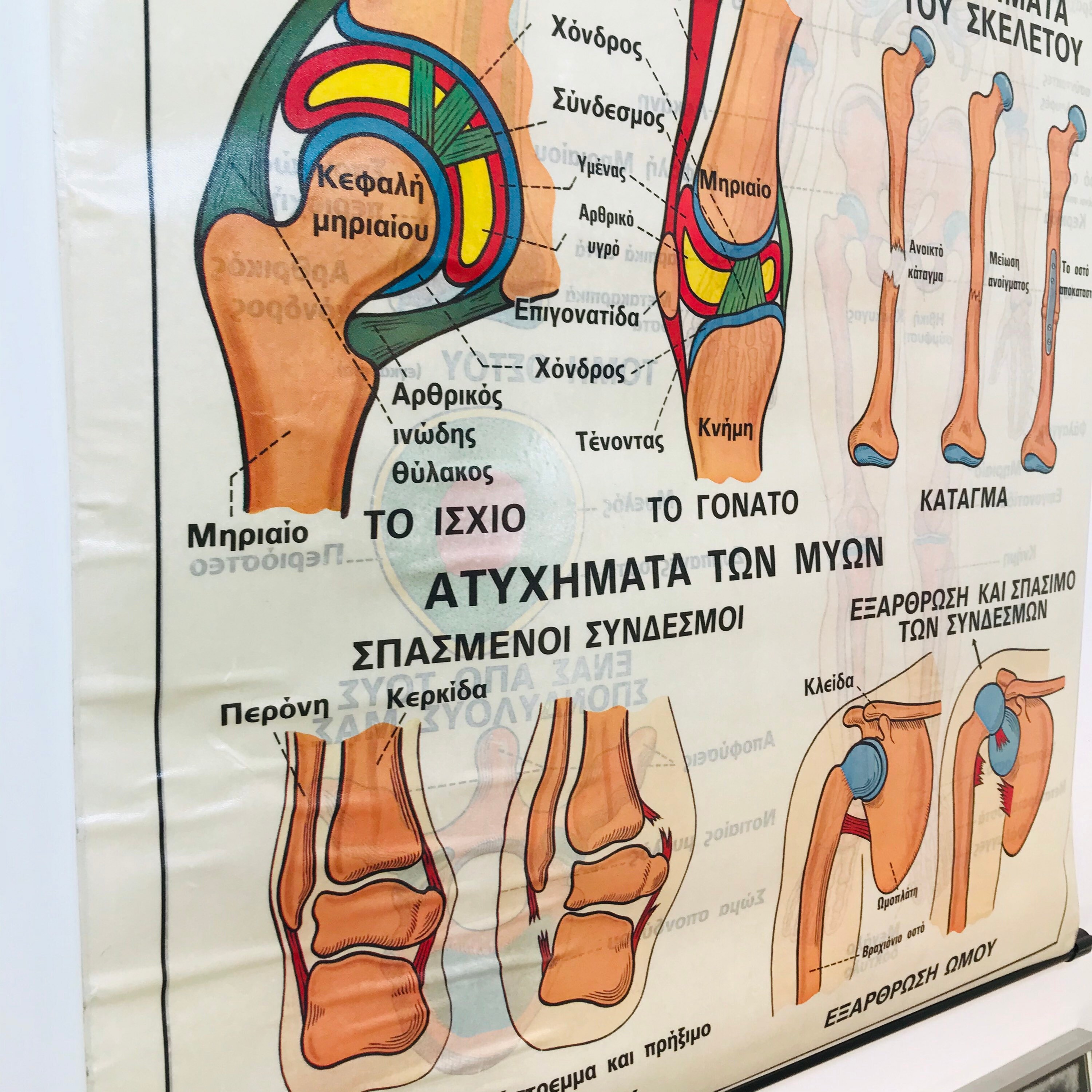The Skeleton and the Bones Double Sided Old Map School - Etsy