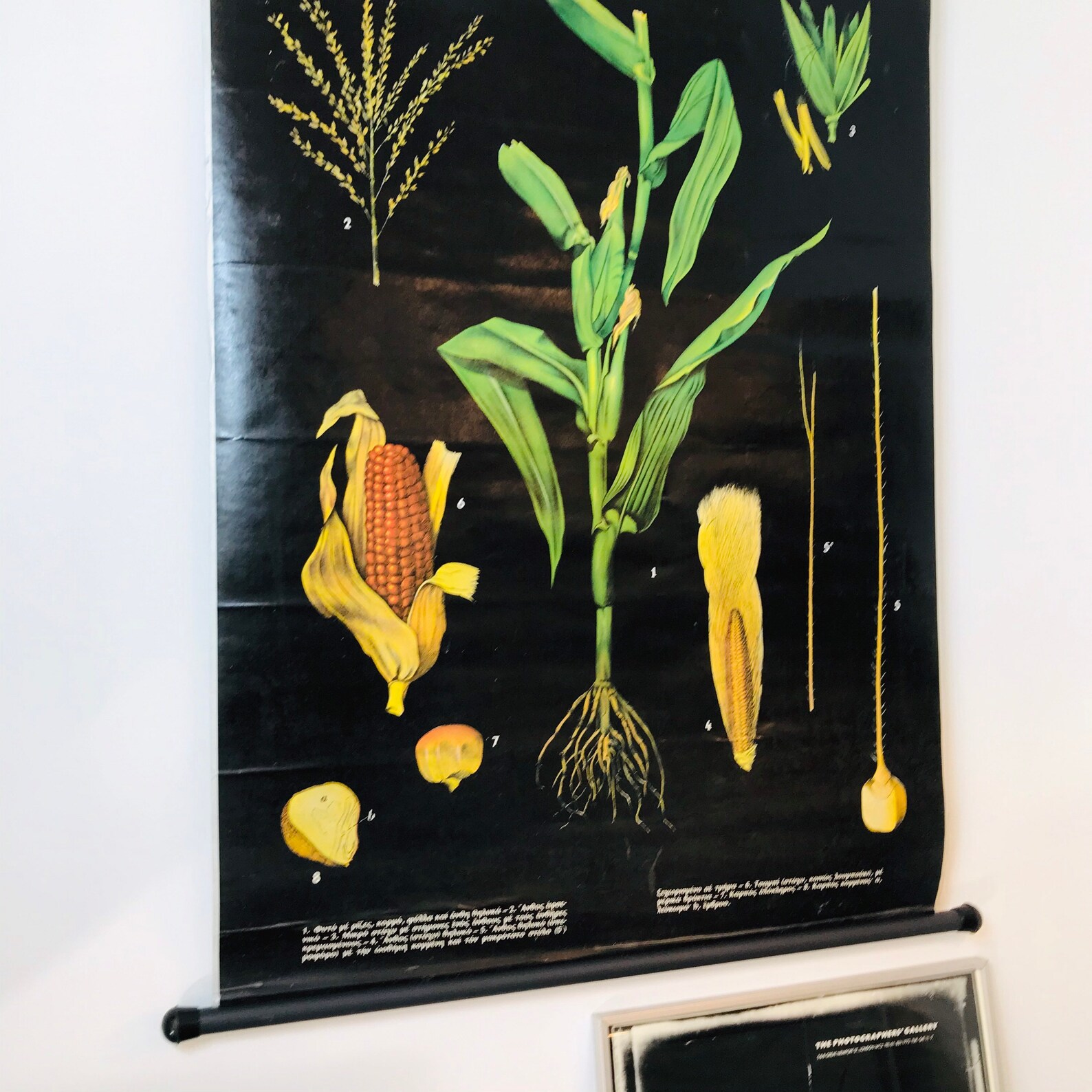 Corn Wheat Oats Double Sided Old Map School Chart | Etsy