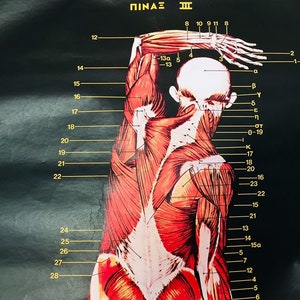 70s Vintage Anatomical Chart-human Muscles Back-school Chart ...