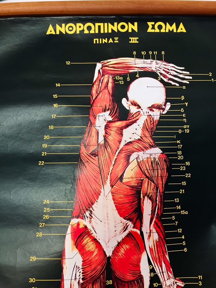 70s Vintage Anatomical Chart-human Muscles Back-school Chart - Etsy
