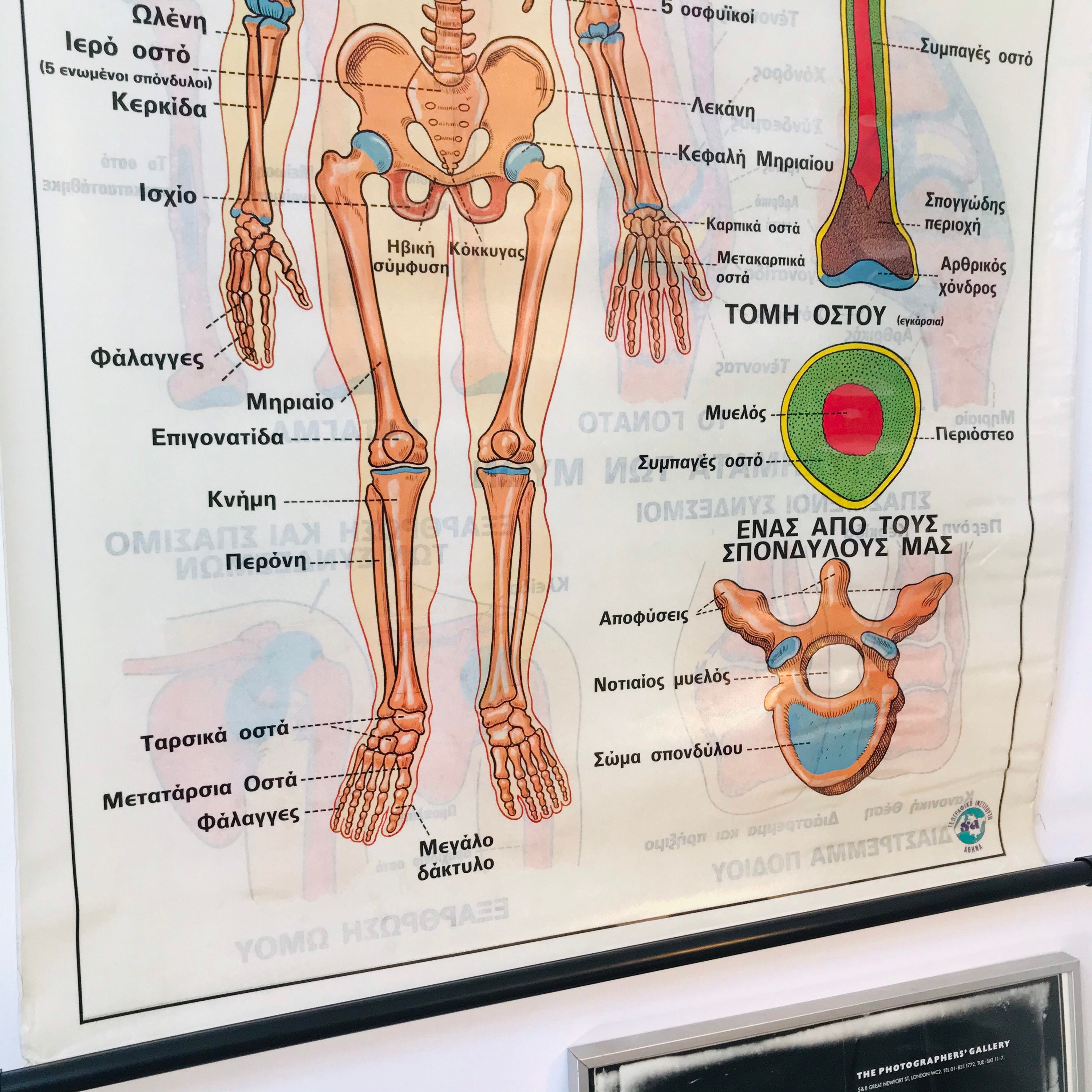 The Skeleton and the Bones Double Sided Old Map School - Etsy