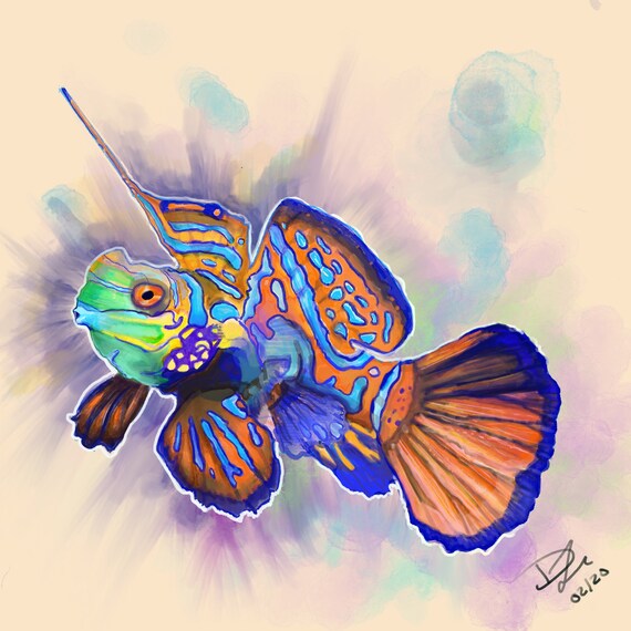 Mandarin Dragonet - Etsy