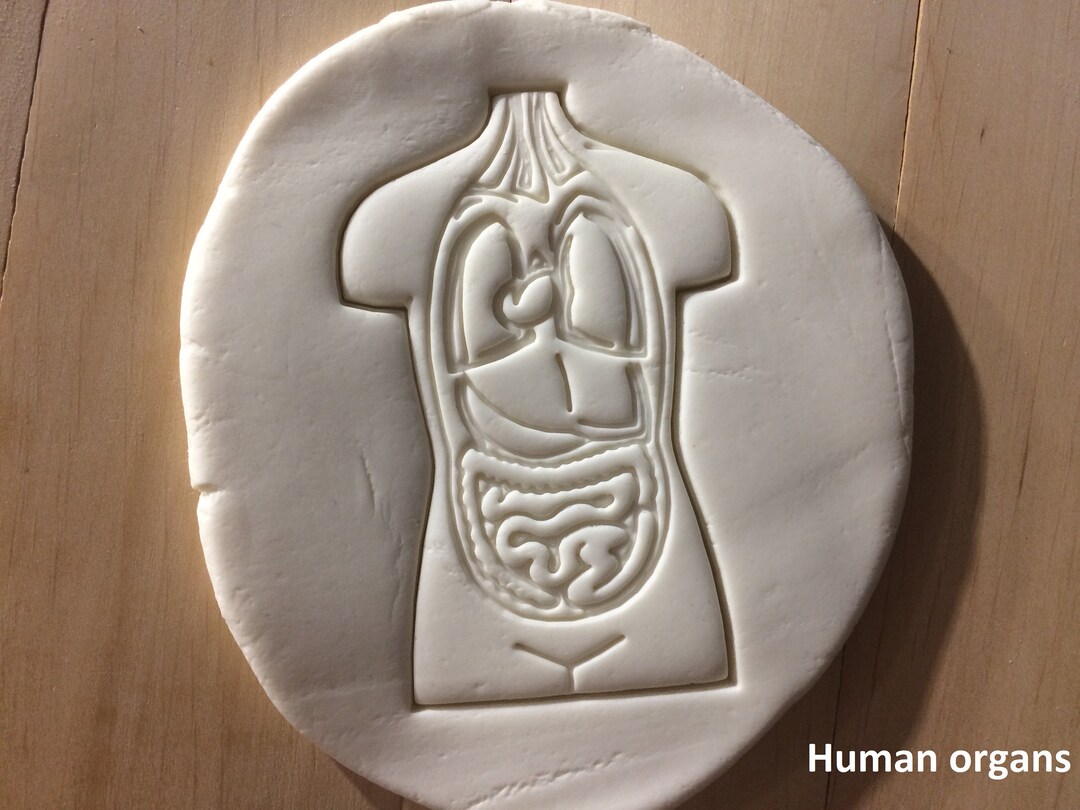 Human Organs Cookie Cutter. Anatomy. - Etsy