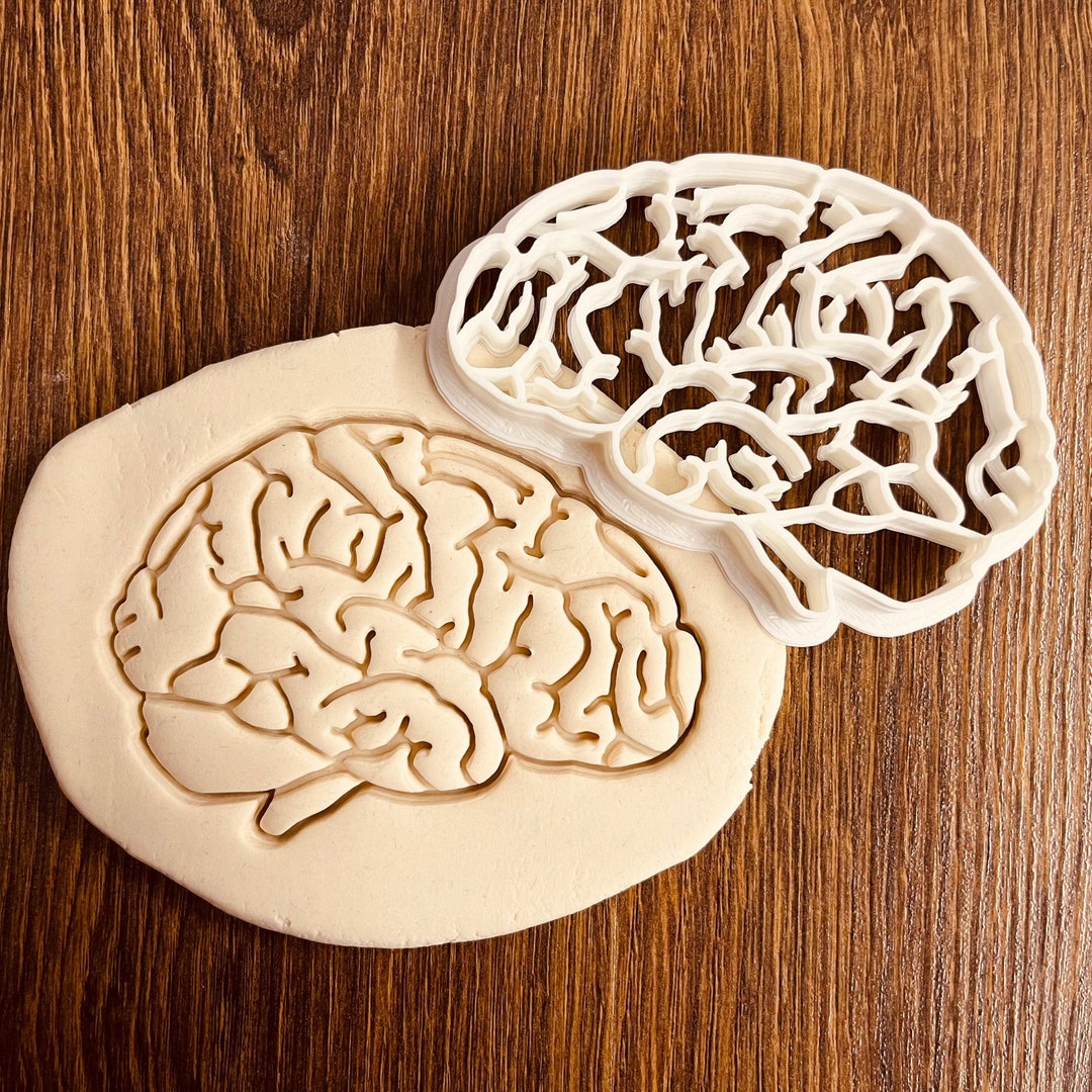 Brain Cookie Cutter. Anatomy, Deep Brain, Medicine, Intellect, Brainiac ...