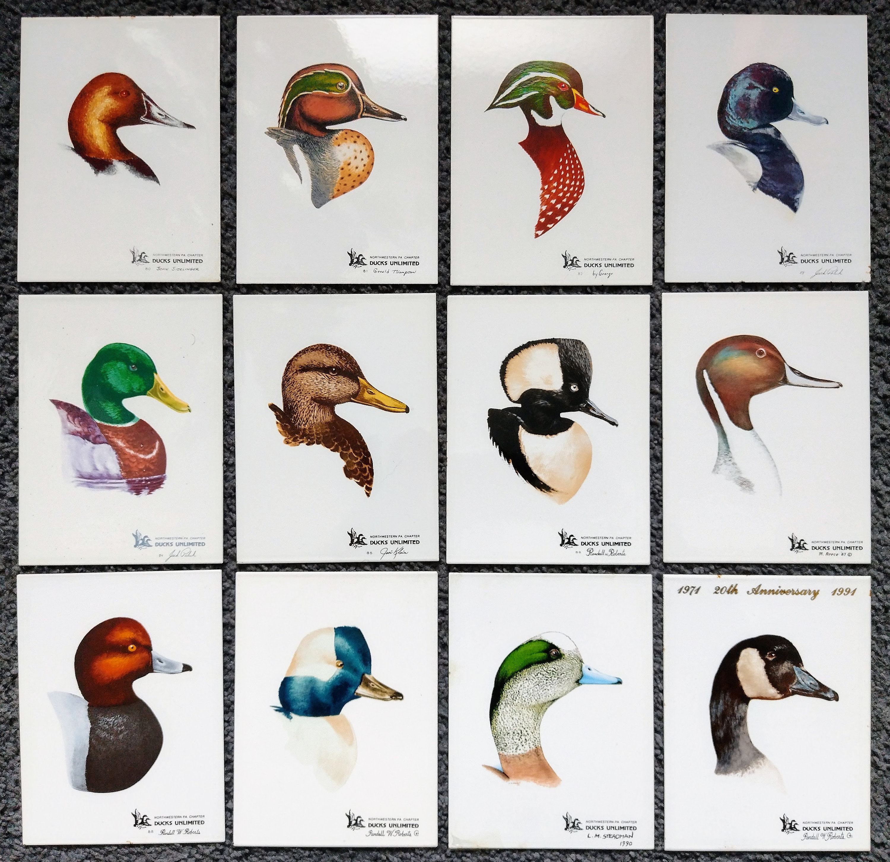 Ducks Unlimited Duck Identification Poster