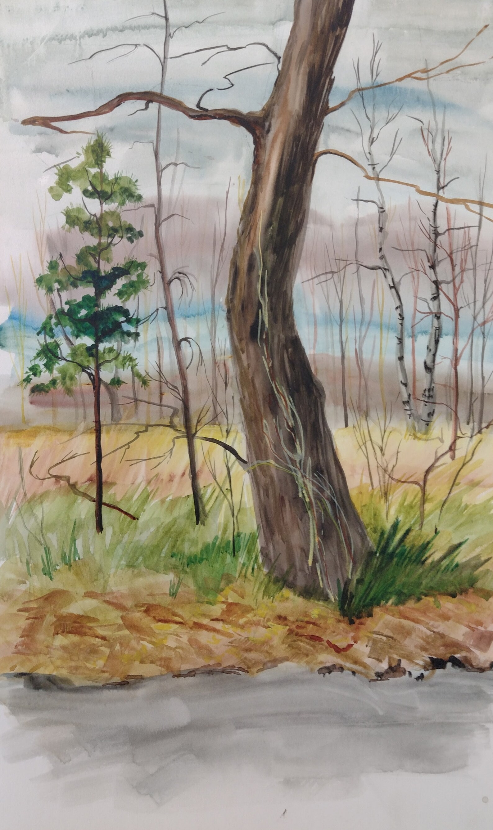 TRUNK in the BIRCH FOREST. - Etsy