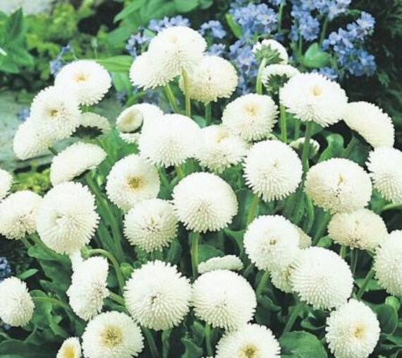 seeds for planting from Transylvania 6000 Seeds Organic Flower Seeds ...