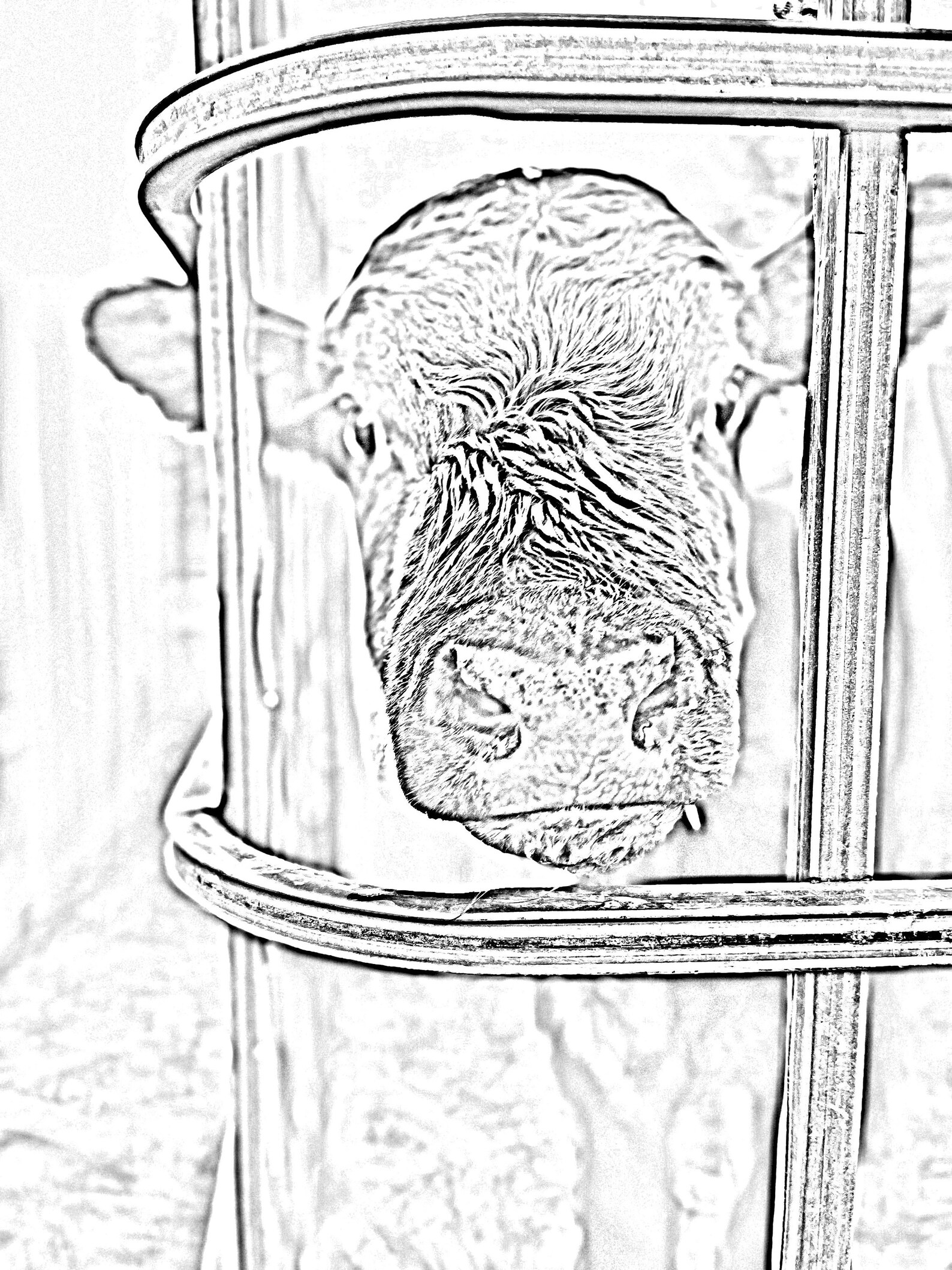 Realistic Farm Animal Colouring Pages - Etsy Canada