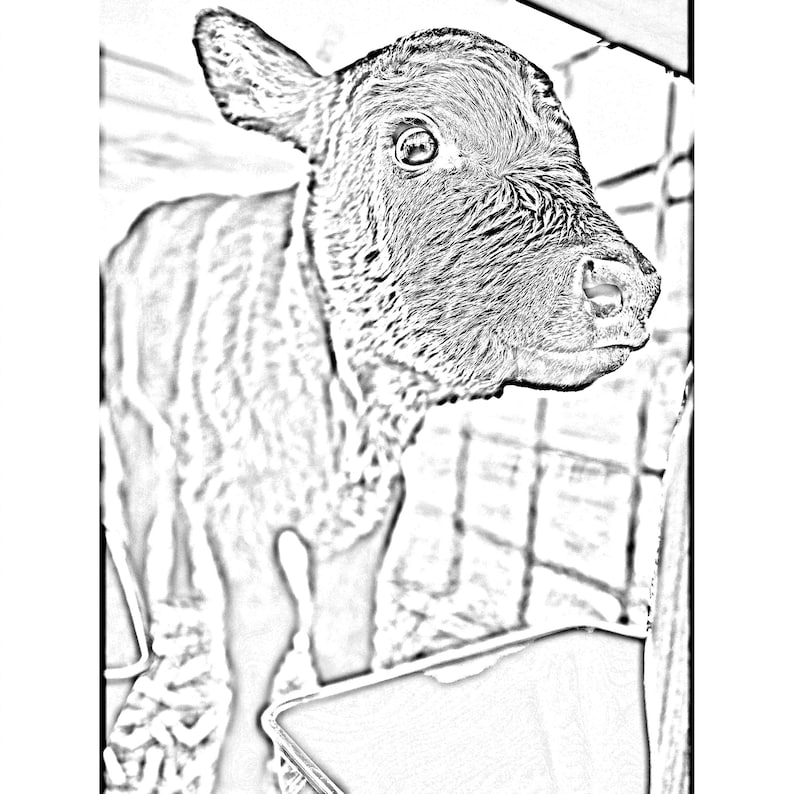 Realistic Farm Animal Colouring Pages - Etsy Canada