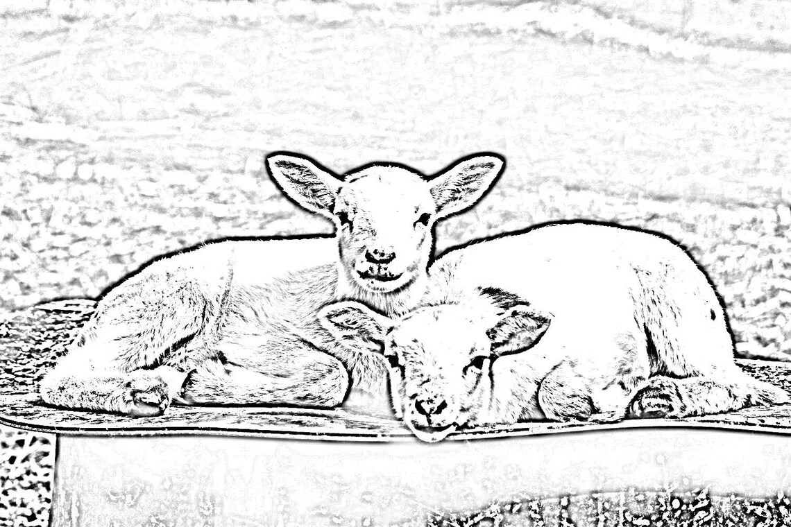 Realistic Farm Animal Colouring Pages - Etsy Canada