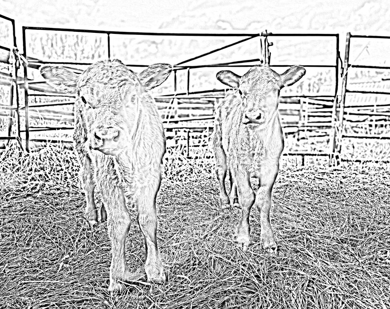 Realistic Farm Animal Colouring Pages - Etsy Canada