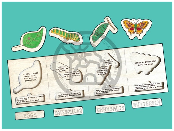 Butterfly Life Cycle Puzzle digital Cut File | Etsy