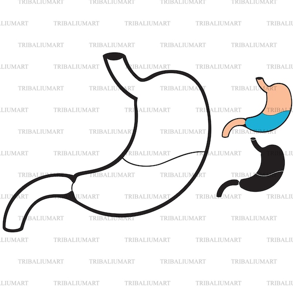Stomach Svg - Etsy