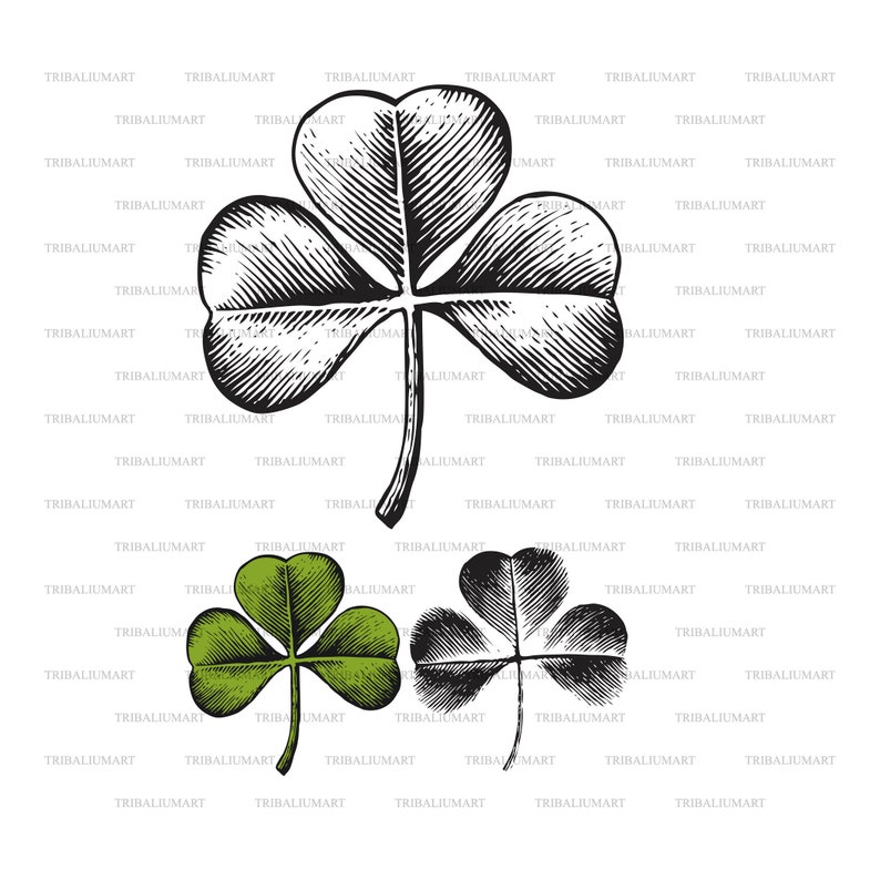 Clover With Three Leaves - Vintage Engraved Illustration in Hand Drawn ...