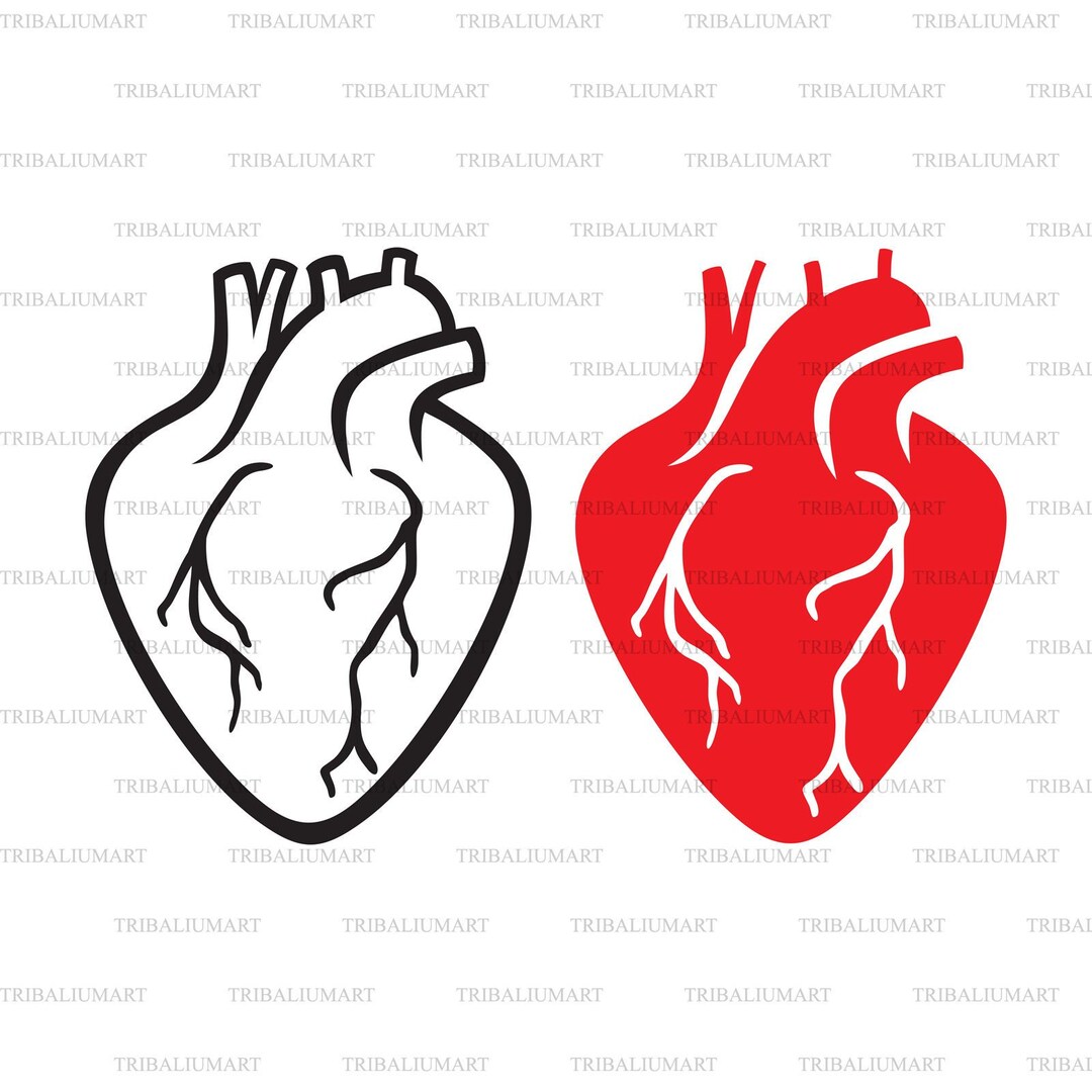 Human Heart. Cut Files for Cricut. Clip Art Silhouette (eps, Svg, Pdf ...