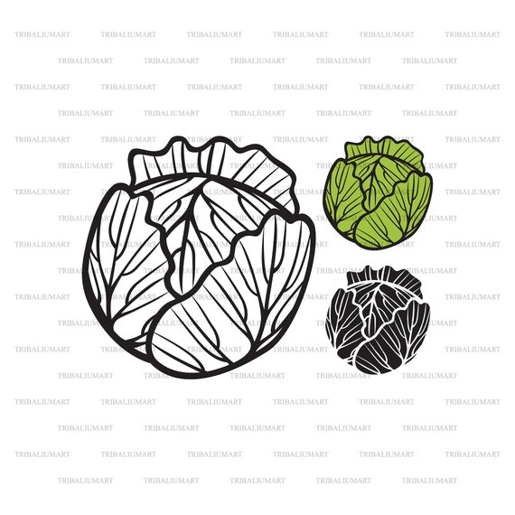 Cabbage. Cut Files for Cricut. Clip Art Silhouette eps Svg - Etsy