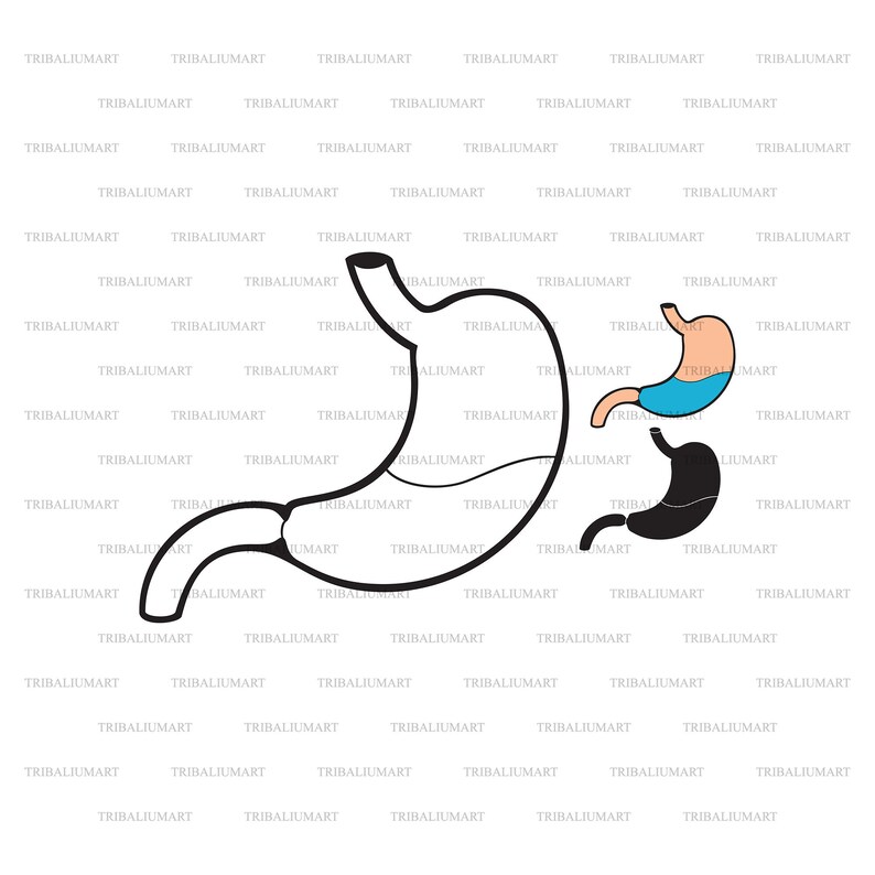 Stomach. Cut Files for Cricut. Clip Art Silhouette eps Svg - Etsy