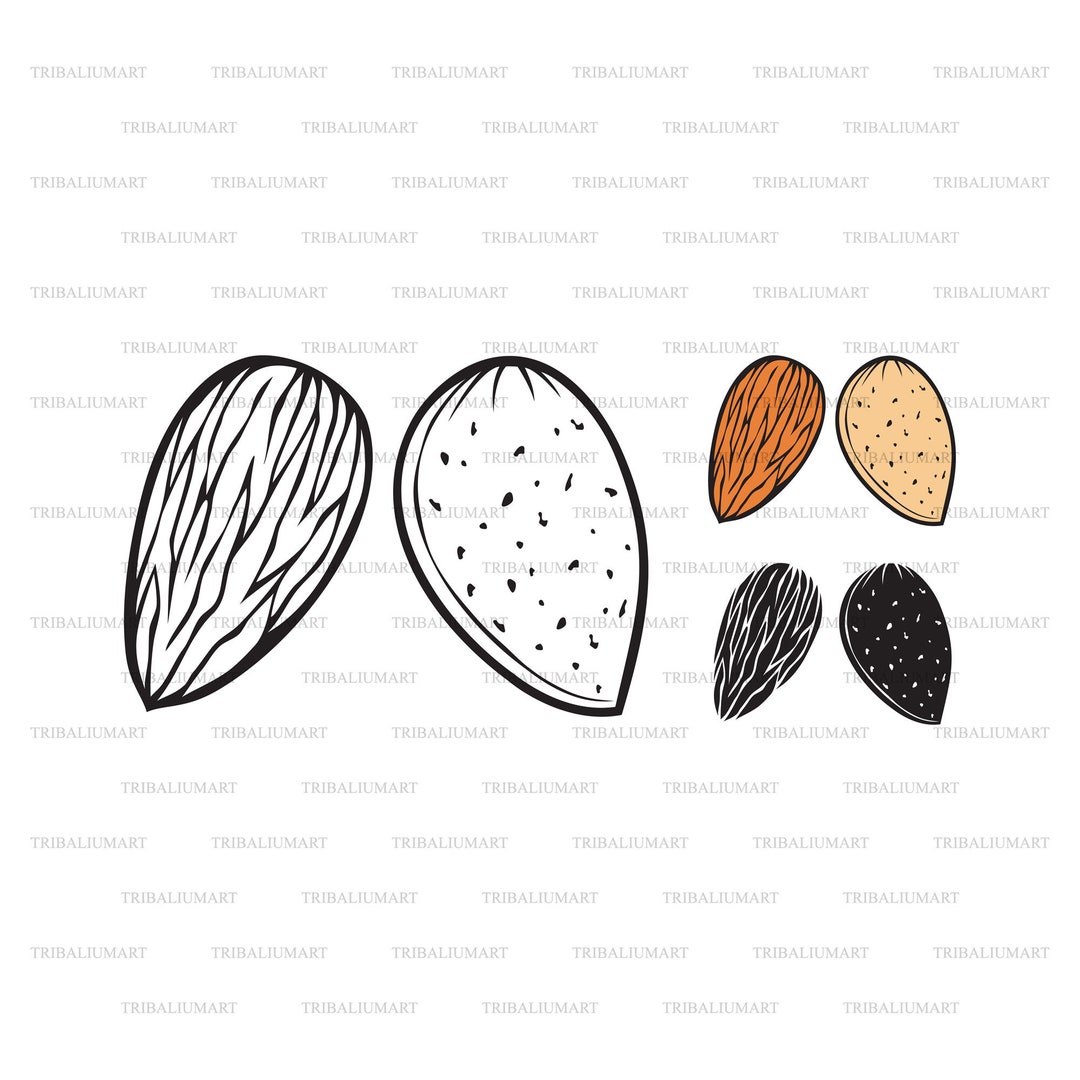 Almond. Cut Files for Cricut. Clip Art (eps, Svg, Pdf, Png, Dxf, Jpeg ...