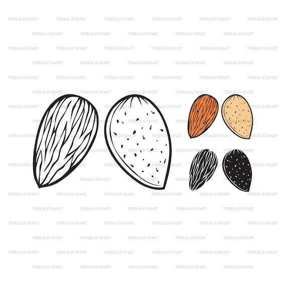 Almond. Cut Files for Cricut. Clip Art eps Svg Pdf Png | Etsy