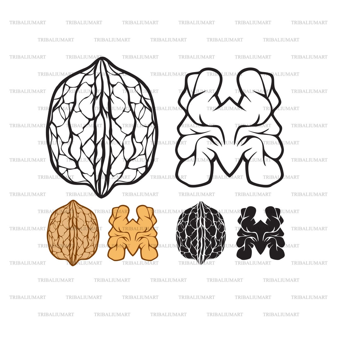 Walnut in Shell. Cut Files for Cricut. Clip Art Silhouettes (eps, Svg ...
