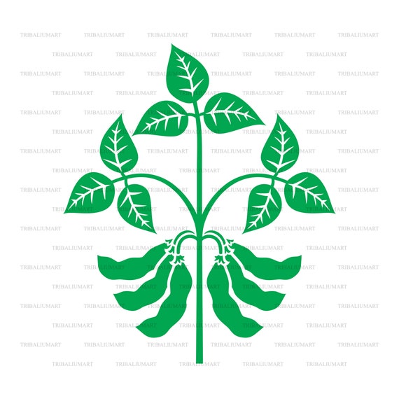 Soybean plant. Cut files for Cricut. Clip Art silhouettes | Etsy