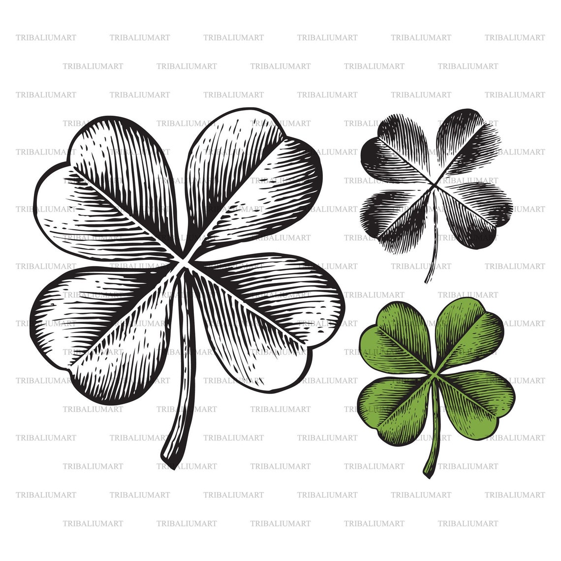 Four-leaf Clover - Vintage Engraved Illustration in Hand Drawn Style ...
