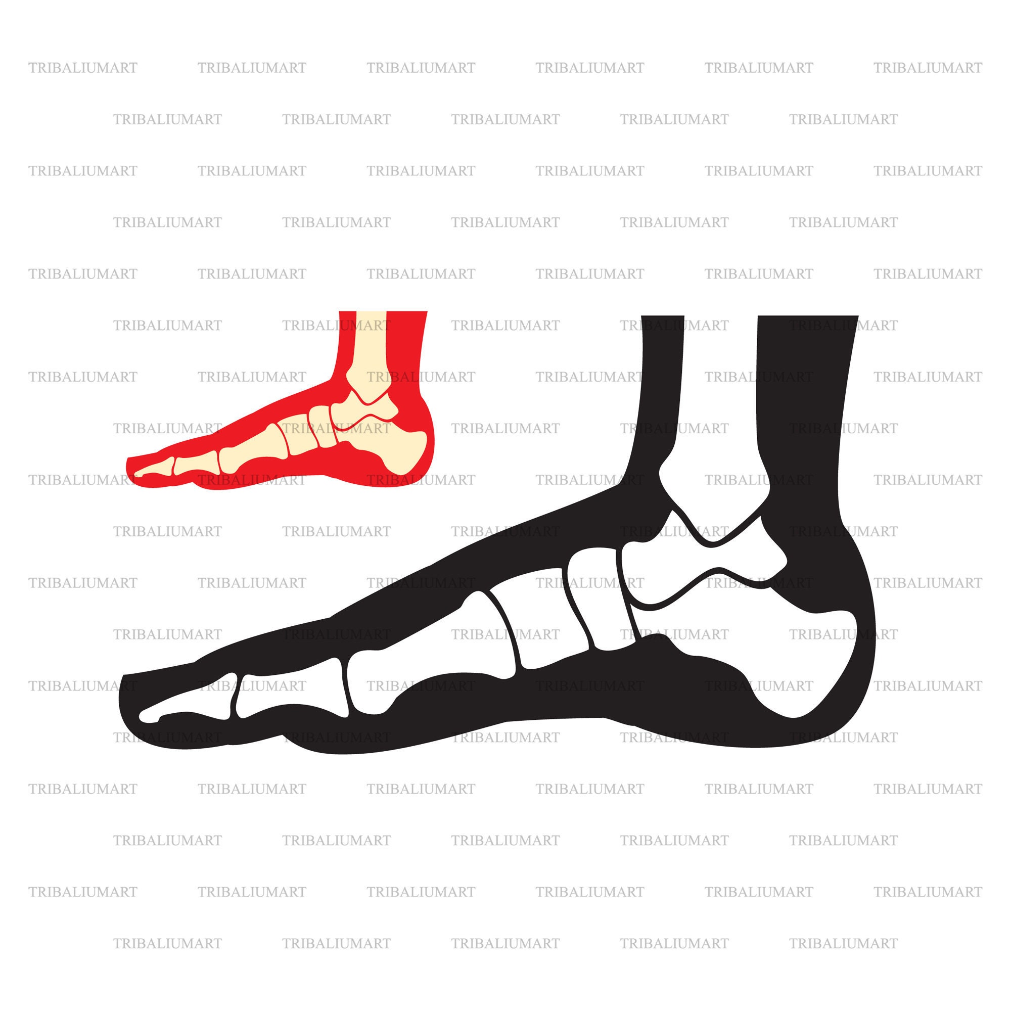 Human Foot Anatomy skeleton Bones. Cut Files for Cricut. | Etsy