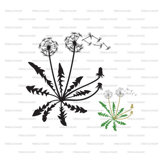 Dandelion with seeds and leaf. Cut files for Cricut. Clip Art | Etsy