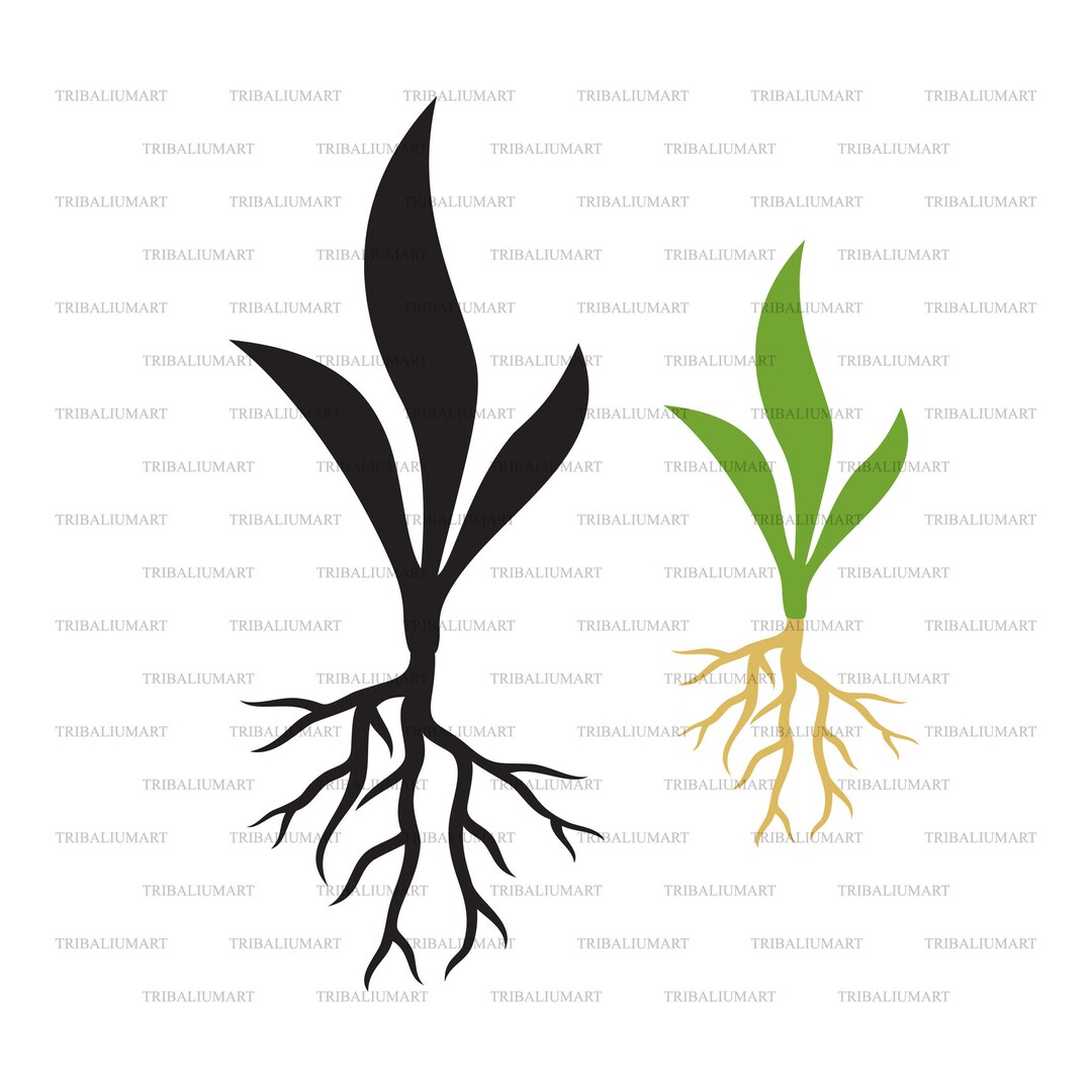 Plant With Roots. Cut Files for Cricut. Clip Art Silhouettes (eps, Svg ...