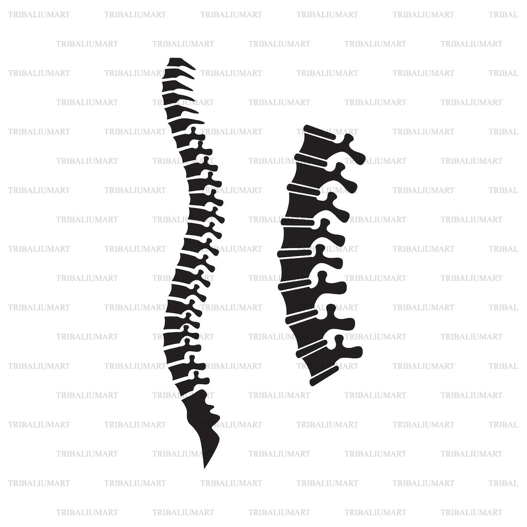 Human Spine. Cut Files for Cricut. Clip Art Silhouettes (eps, Svg, Pdf ...