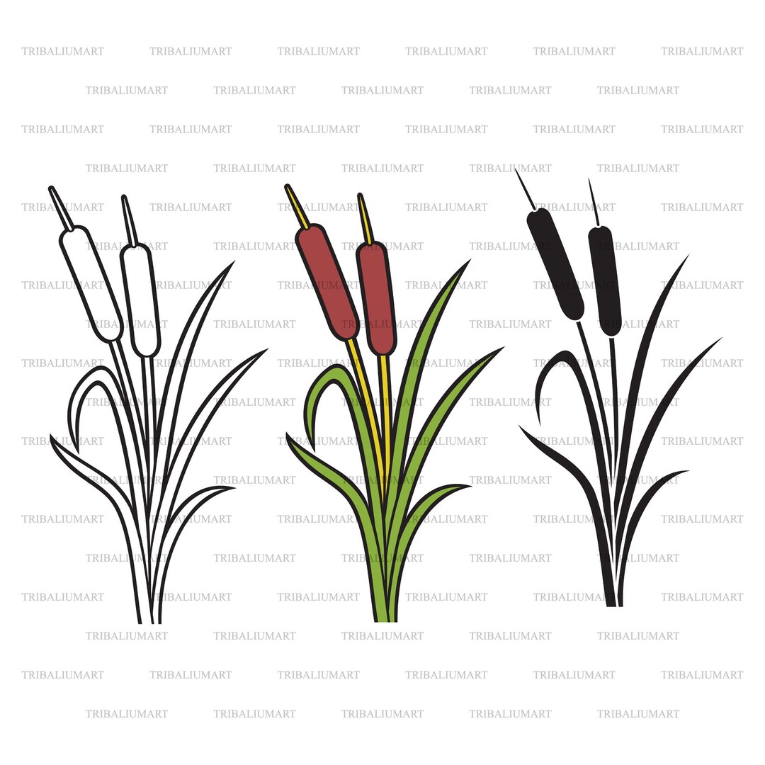 Reeds Design - Illustration of Bulrush. Cut Files for Cricut. Clip Art ...