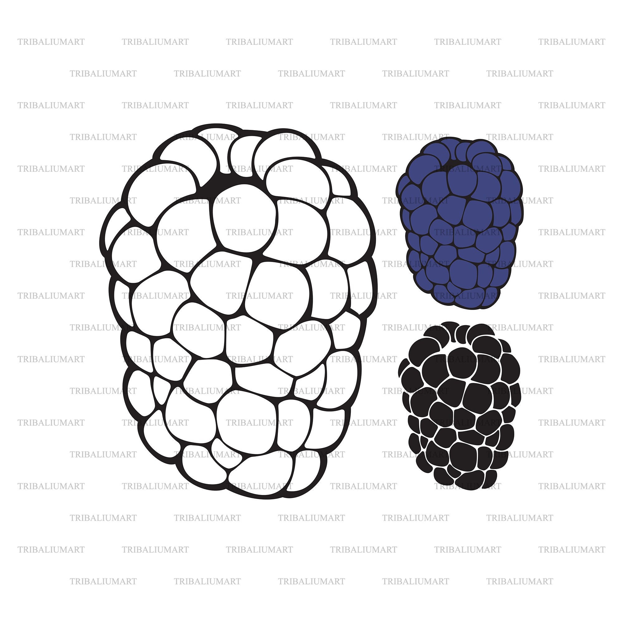 Blackberry Fruit Drawing