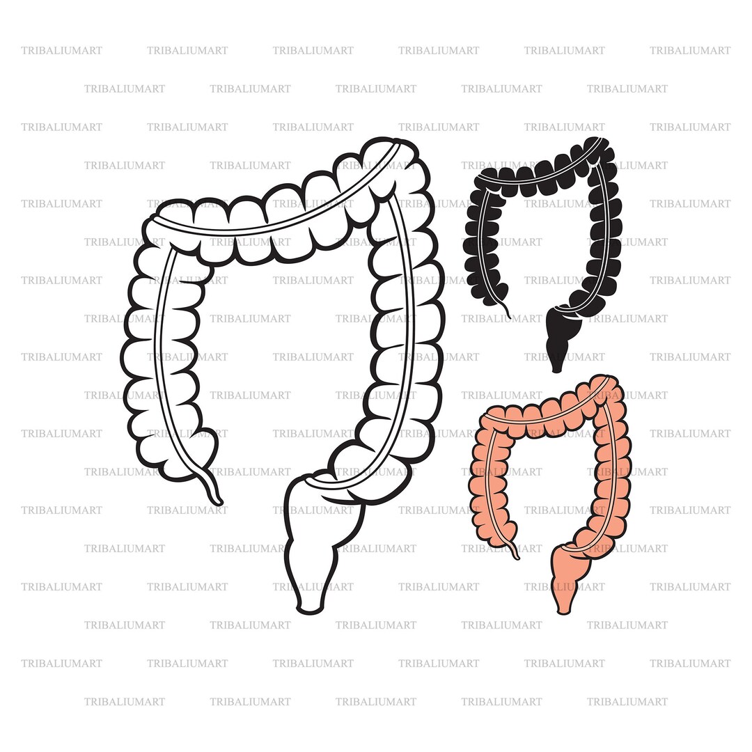 Large Intestine. Cut Files for Cricut. Clip Art Silhouette (eps, Svg ...
