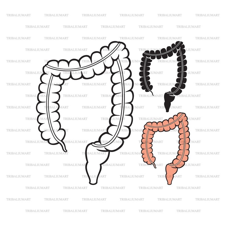 Large Intestine. Cut Files for Cricut. Clip Art Silhouette - Etsy