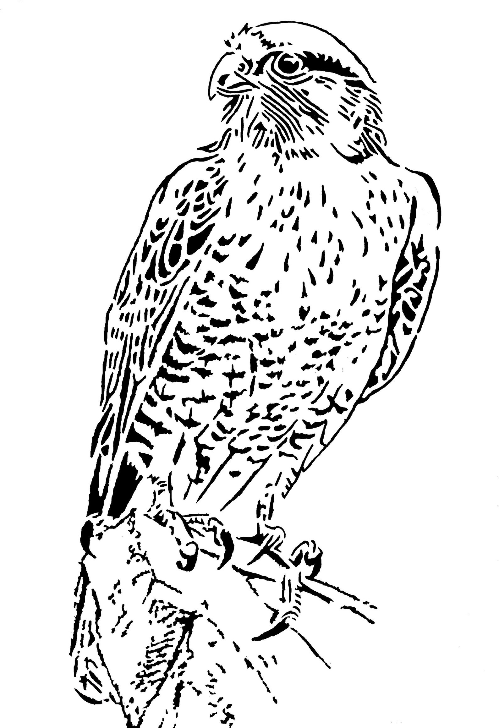 Coopers Hawk Scroll Saw Pattern 11x14 Inch - Etsy