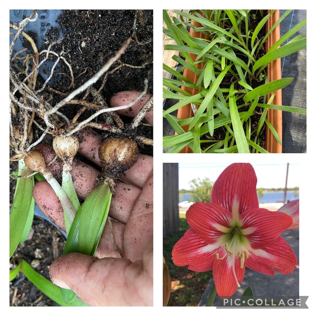 Amaryllis BABY Bulbs, 5 Bulbs. starter Bulbs Red With White Stripes. - Etsy