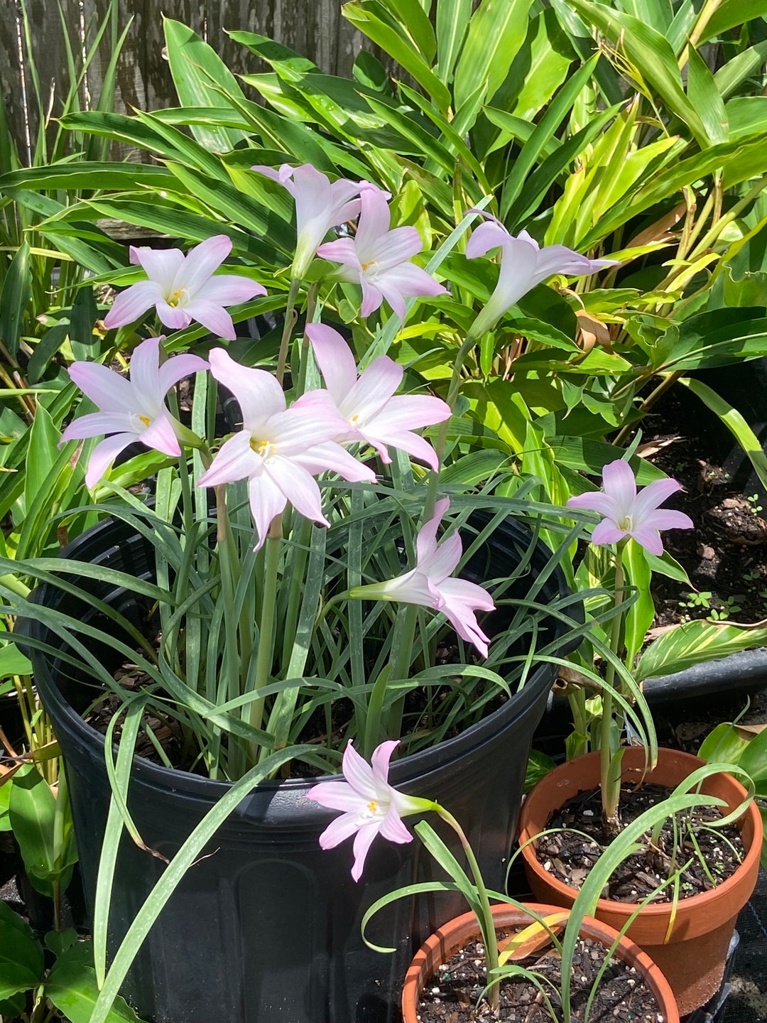 Pink Rain Lily Bulb, 5 Bulbs. Well Rooted. - Etsy