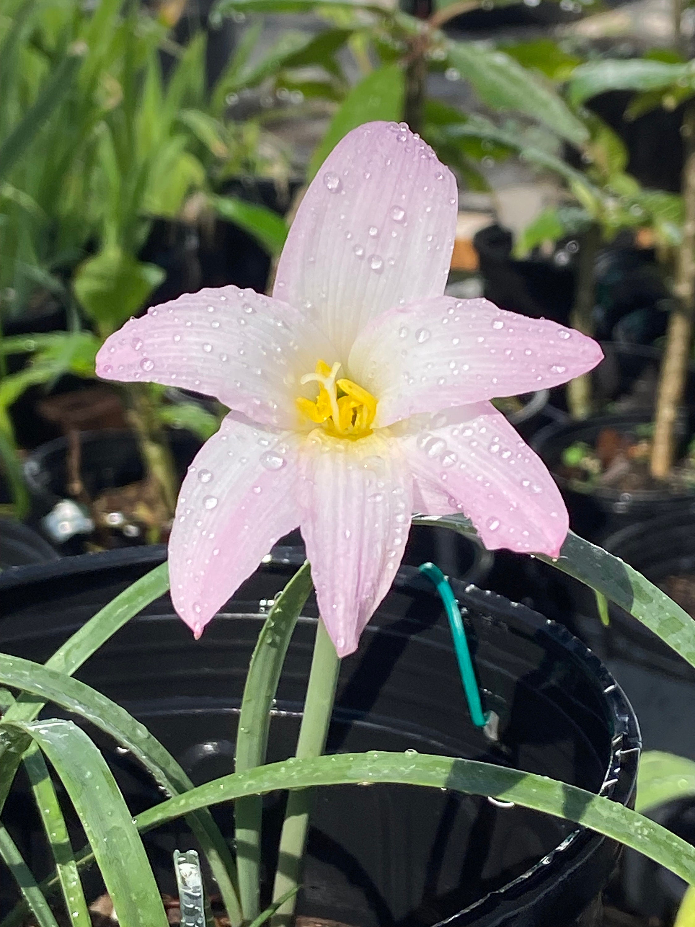 Pink Rain Lily Bulb, 5 Bulbs. Well Rooted. - Etsy