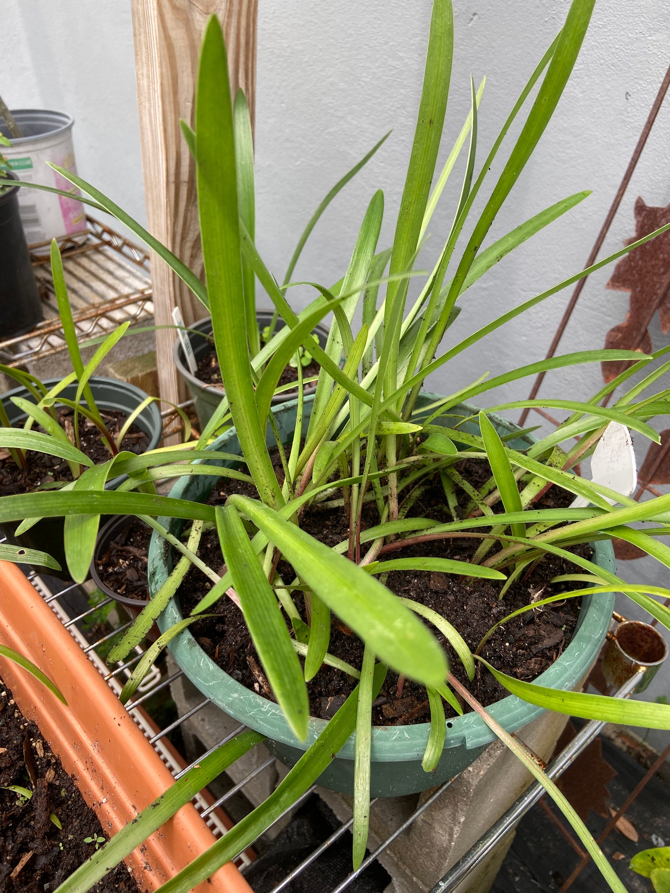 Amaryllis BABY Bulbs, 5 Bulbs starter Bulbs. White With Red Stripes. - Etsy