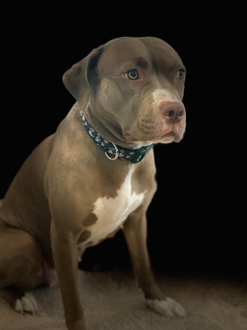 Pennywise IT Stephen King Horror Dog Collar | Etsy