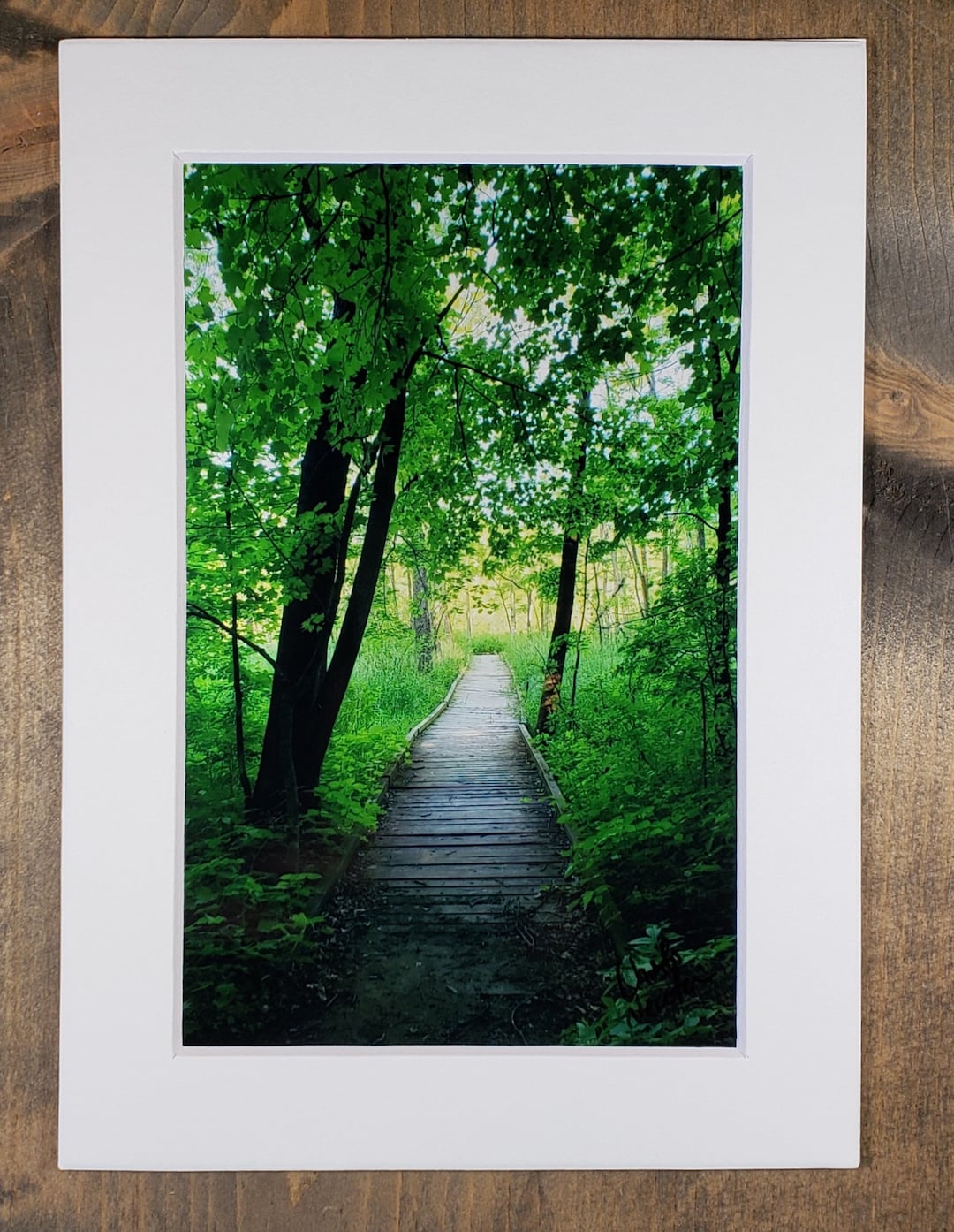 Wooden Path - Wood-rill State Natural Area - Minnesota - 4X6 Photograph ...