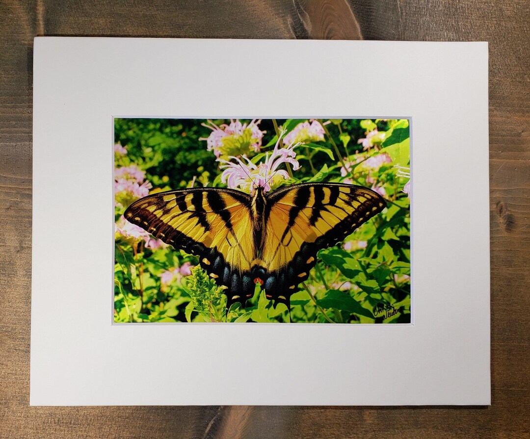 Eastern Tiger Swallowtail Butterfly - Minnesota - 5X7 Photograph ...