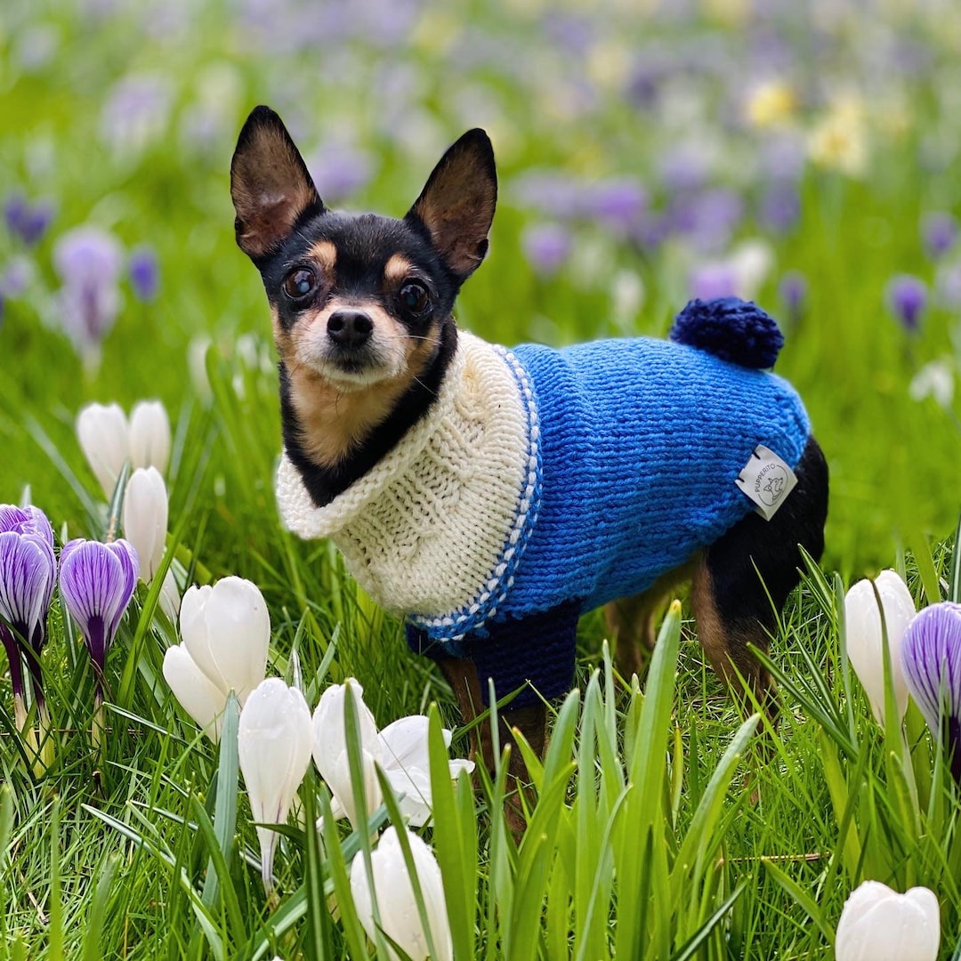 Handknitted Woolly Dog Sweater With Pompom for Small Dogs - Handmade ...