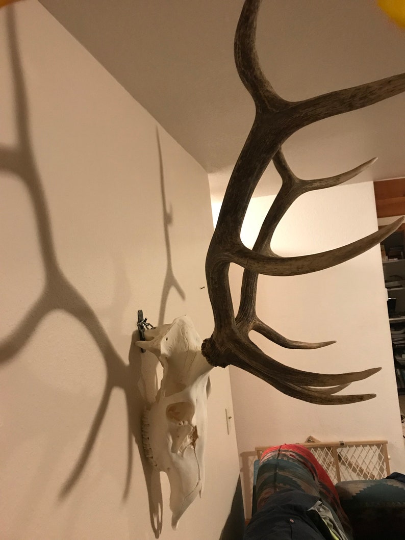 Large European Mount Hanger - Etsy