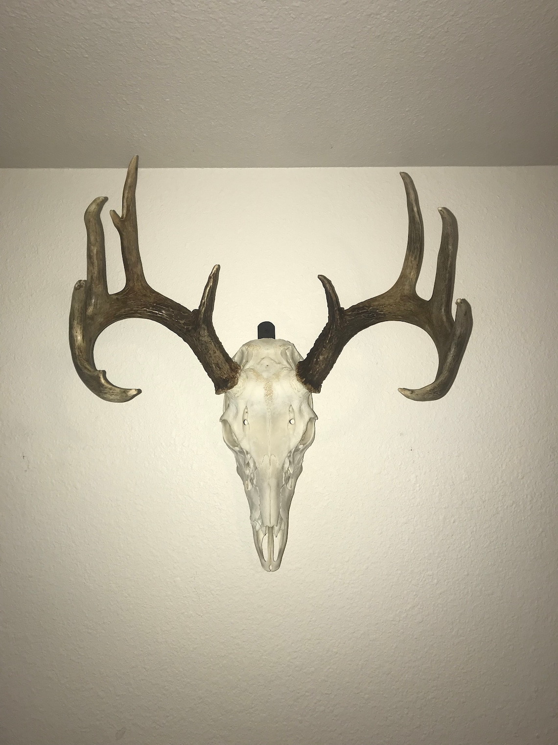Small European Mount Hanger - Etsy