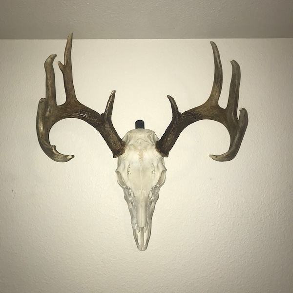 European Mount - Etsy