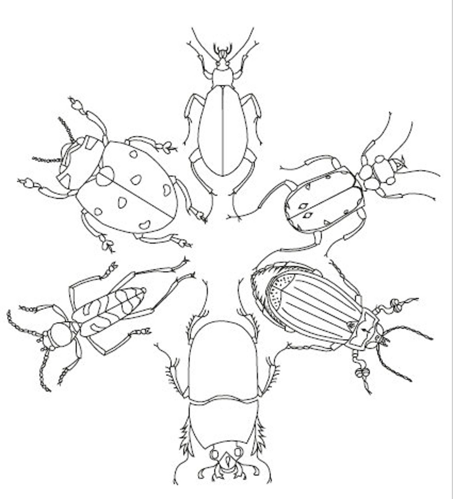 British Beetles Embroidery Pattern PDF - Etsy