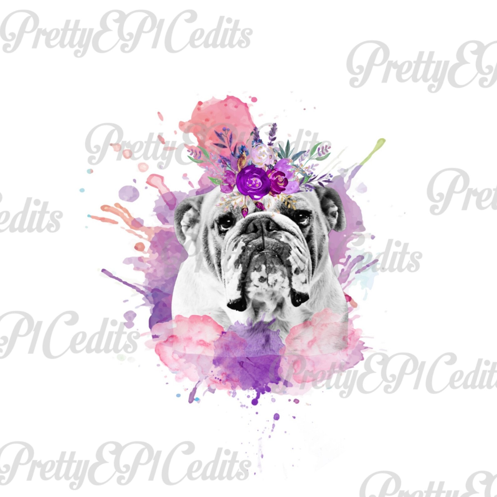 Watercolor English Bulldog Digital Download Clip Art PNG - Etsy