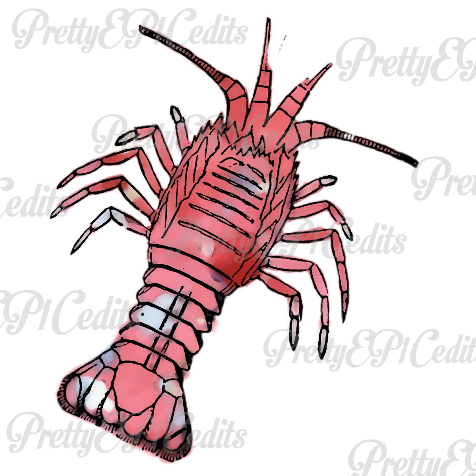 Crawfish Digital Watercolor Printable Digital Image PNG JPG | Etsy